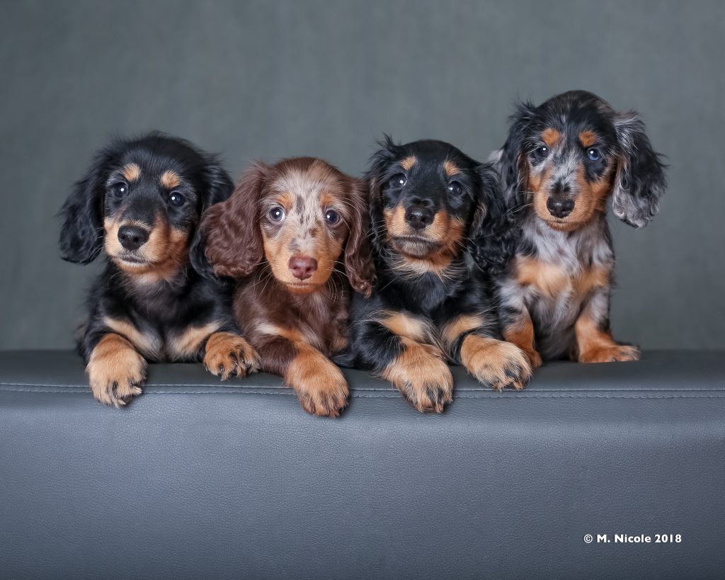 Puppies | Harlequin Dachshunds